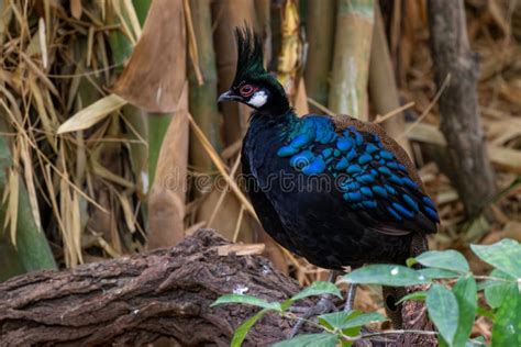 Palawan Peacock Pheasant Polyplectron Napoleonis Beautiful Colored