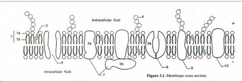 Plasma Membrane Diagram Quizlet