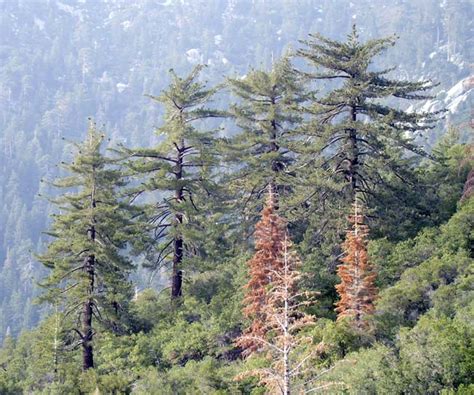 Sugar Pine Trees For Sale Merle Dailey