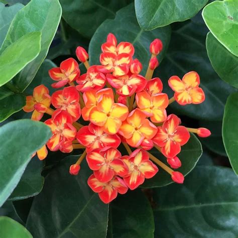 Pokok Bunga Ixorasiantanjejarum Hawaii