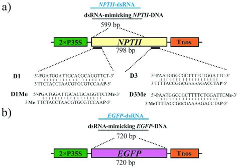 Schematic Representation Of The Position And Structures Of The Download Scientific Diagram