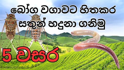 බෝග වගාවට හිතකර සතුන් හදුනා ගනිමු පරිසරය විභාගයට වැදගත් කරුණු 5 ශ්‍රේණිය ශිෂ්‍යත්වය පරිසරය