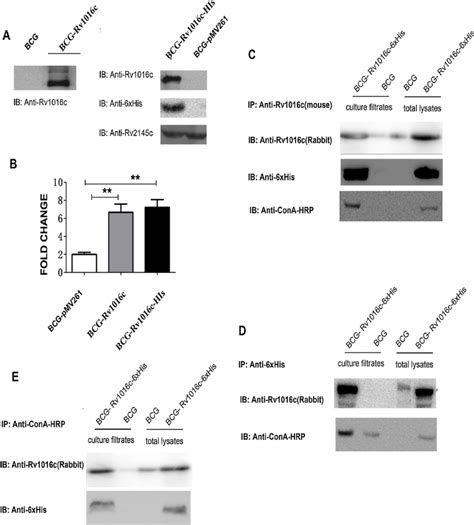 Characterization Of Recombinant Bcg Strains Expressing Mtb Rv1016c A Download Scientific