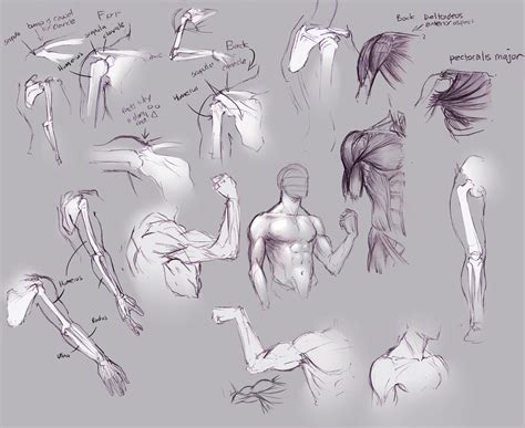 Arm Reference Anatomy