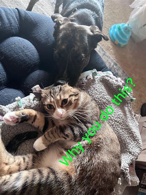 Pibble Nibble Rpibbles