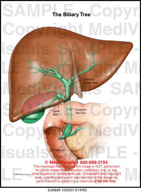 Biliary Tree Anatomy