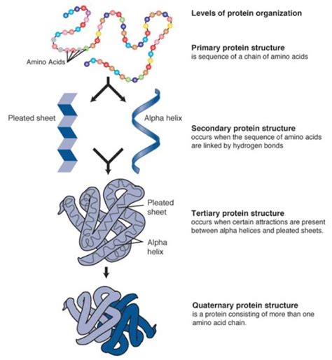 What Is Primary Secondary Tertiary And Quaternary Structure At Joy Cassidy Blog