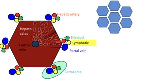 Patterns Of Liver Disease Flashcards Quizlet