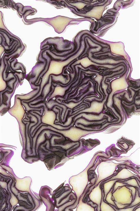 Red Cabbage Highlighted Cross Section Of Vegetable Curved Lines