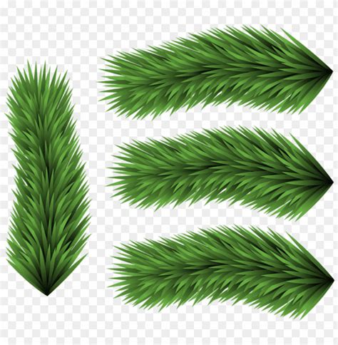 Set Of Pine Branches PNG Images TOPpng