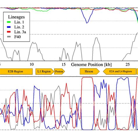 hadv f41 lineage 3b bootscan bootscan plot of the lineage 3b genome
