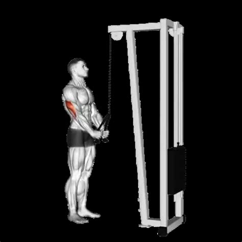 Barbell Seated Triceps Overhead Extension Guide Muscles Worked Tips