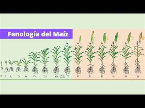 Etapas Y Fases Fenologicas Del MaÍz Youtube