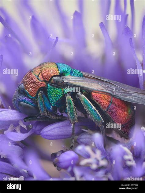 Profile View Of A Colourful Cuckoo Wasp Ruby Tailed Wasp Or Gold Wasp Sleeping In A Purple