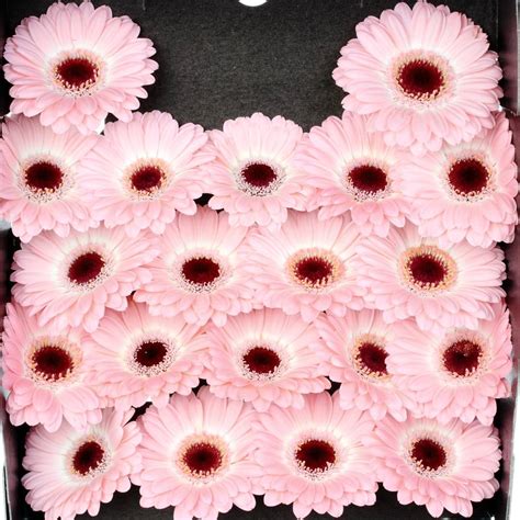 Germini Rosa Dixon Germini Heyl Blumengroßhandel