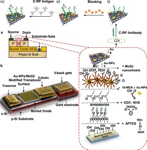 A Schematic Diagram Of Field Effect Transistor Device Fabricated On Download Scientific