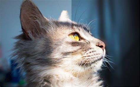 Complete Guide To Contrast Ratio Absen