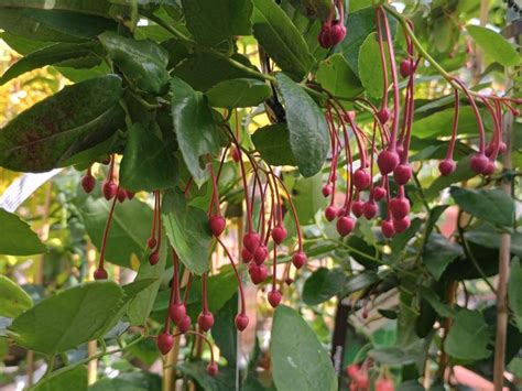 Berberidopsis Corallina Ashwood Nurseries