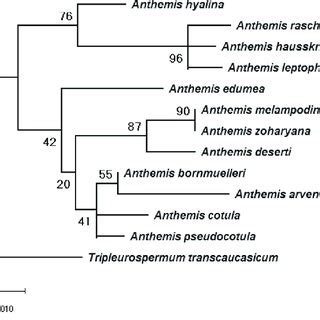 The Maximum Likelihood Tree With The Highest Log Likelihood 557 00 Download Scientific Diagram