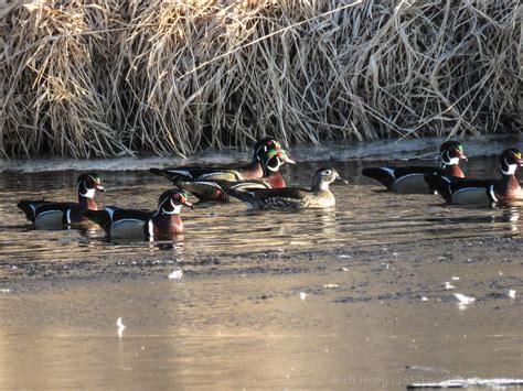 Wood Ducks A Courting Videos Days Of Birds