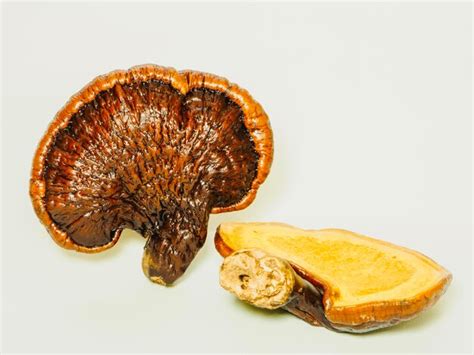 Premium Photo Close Up Of Ganoderma Lucidum On White Background