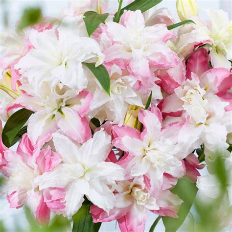 Lilium Double Pleasure Slovensketrvalky Sk