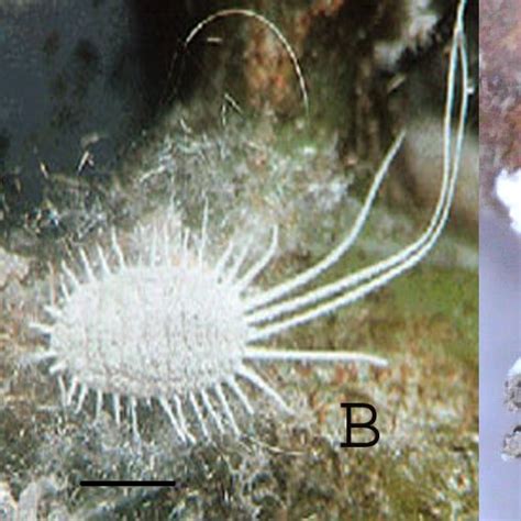 A Phenacoccus Solenopsis B Pseudococcus Longispinus C