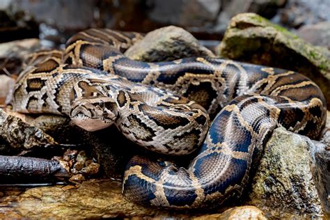 Burmese Python Python Bivitattus —