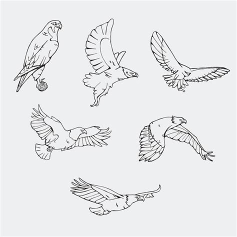 180 Dead Hawk Illustrations Royalty Free Vector Graphics And Clip Art