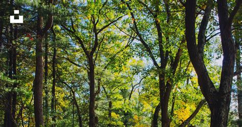 나무 사이로 지나가는 햇빛 사진 Unsplash의 무료 미국 이미지