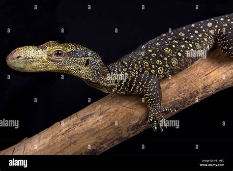 Crocodile Monitor Teeth