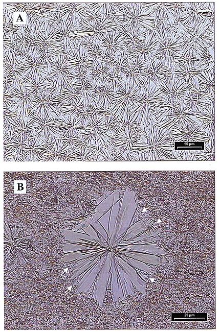 Optical Micrographs Of Self Organized Supramolecular Morphology Of 5b On Glass A Dendrite