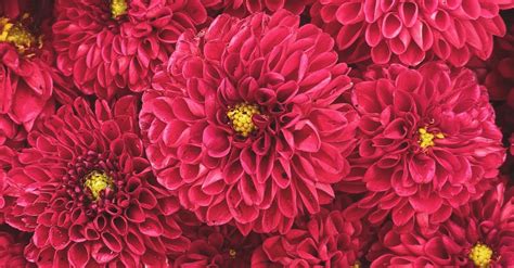 개화 시즌 관상용 식물 꽃 꽃 배경 꽃 장식 꽃꽂이 꽃무늬 꽃이 피는 꽃이 피다 꽃잎 꽃잎 구조 꽃잎 패턴 노란 수술 노란색 센터 달리아 디테일