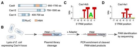 Detection Of Dsdna Target Recognition And Cleavage Activity For Cas14