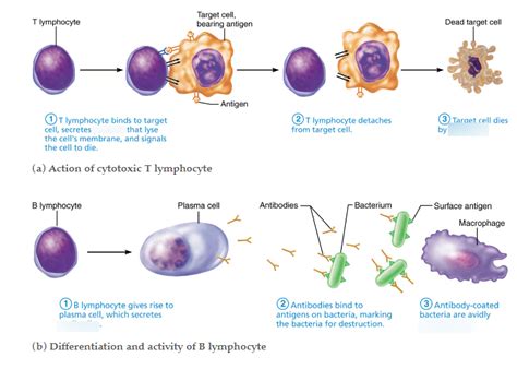 Lymphocyte Functions Diagram Quizlet