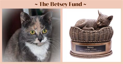 furrr ~ the betsey fund veterinary emergencies furrr feline rescue