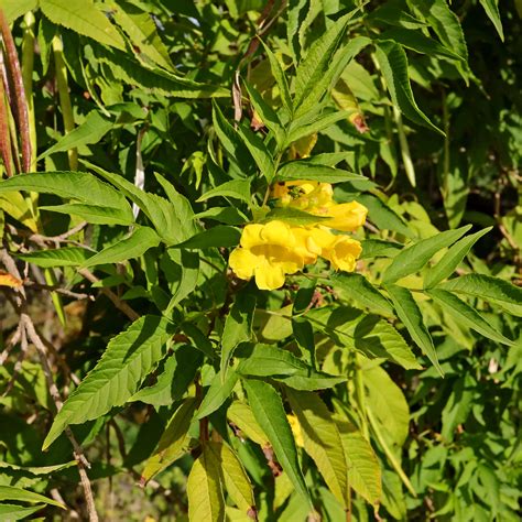 Yellow Trumpetbush Tecoma Stans