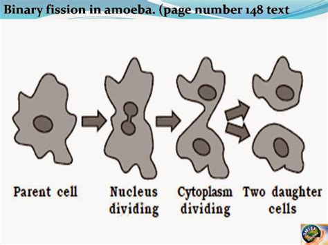 OMTEX CLASSES Binary Fission In Amoeba