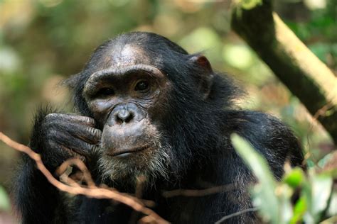 Which Chimp Is Which In Chimp Empire Netflix Tudum