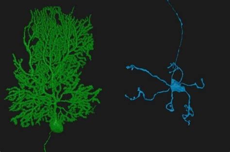 A New Field Of Neuroscience Aims To Map Connections In The Brain Neuroscience News Eric