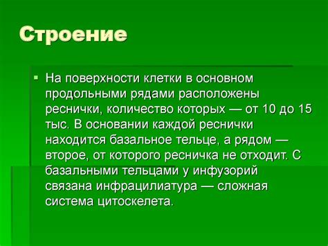 Инфузория туфелька презентация онлайн