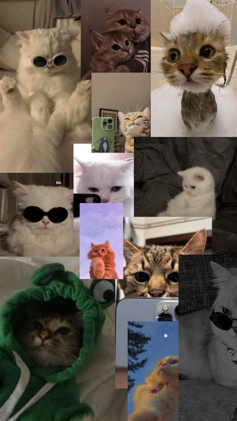 Милые котята в очках и капюшонах