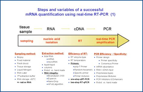 Real Time Pcr Principle