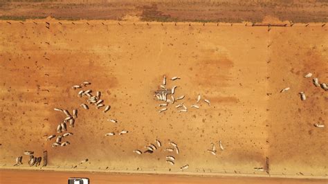 Cattlecountingv2 Instance Segmentation Dataset By Detectcattlepaddock