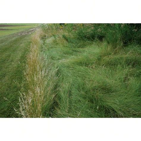 No Mow Lawn Grass Seed Dwarf Fine Fescue Mix Low Maintenance Lawn