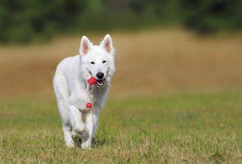 Zwitserse Witte Herder • Leer Dit Mooie Ras Kennen