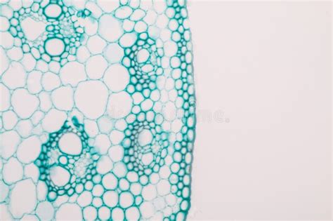 Plant Tissues Under The Microscope In The Laboratory Stock Image Plant Tissues Under The Microscope In The Laboratory Stock Image