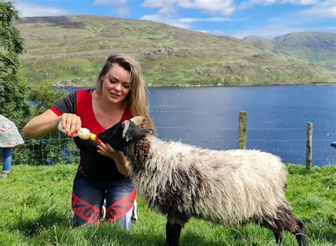 Killary Sheep Farm