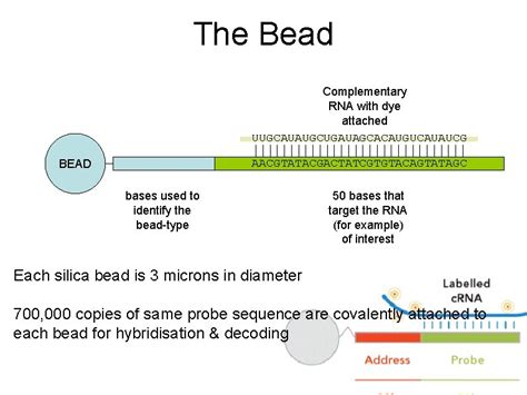 Microarray Design With An Illumina Focus Andy Lynch