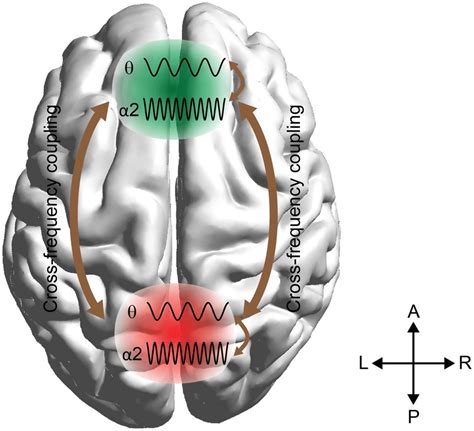 Schematic Illustrations Of Working Memory Wm Manipulation Of The Download Scientific Diagram